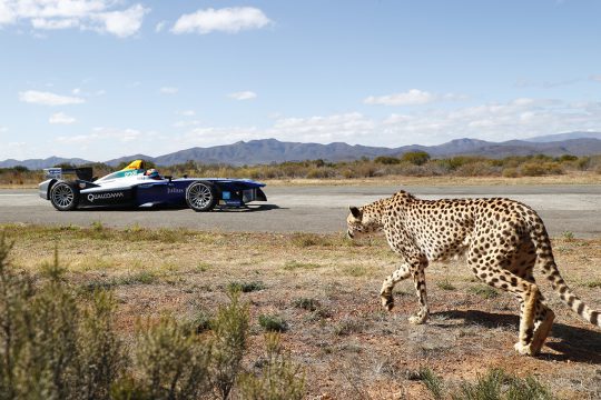 Watch this Formula E car race a cheetah in a sprint across the Savannah