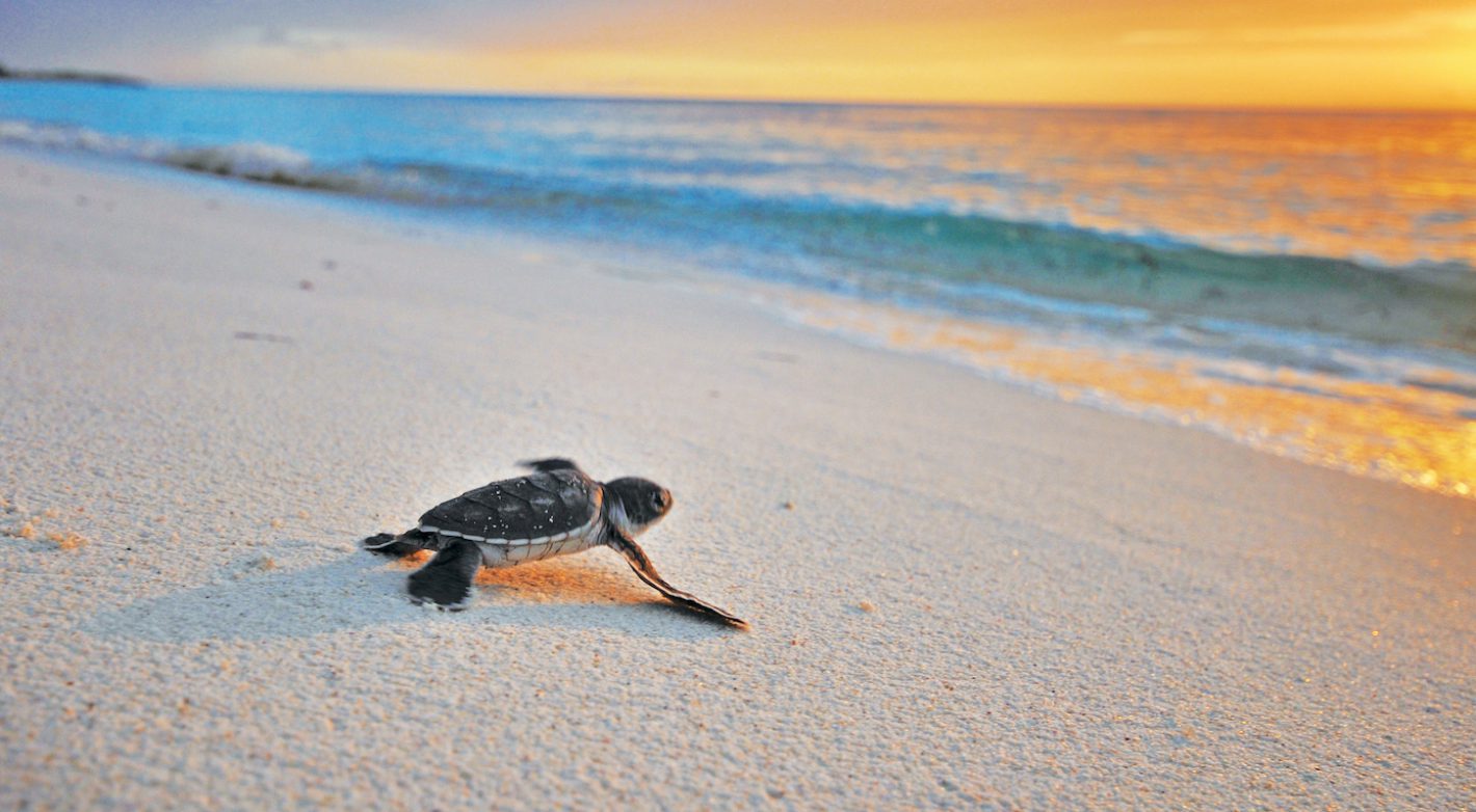 To protect and respect: an impactful conservation experience on ...